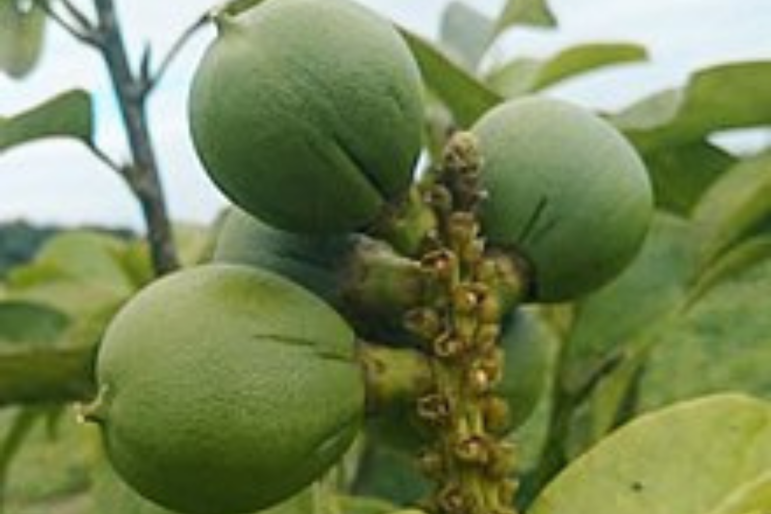 What is Cacay nut? – STUNN Rituals